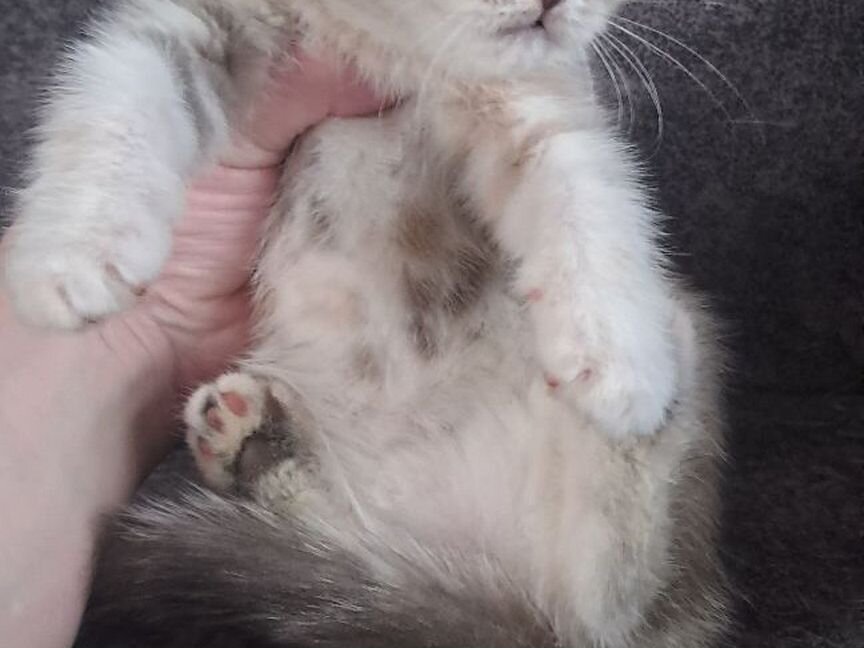 Шотландские девахи