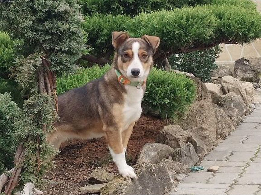 Собака Джуна 10 кг ищет дом