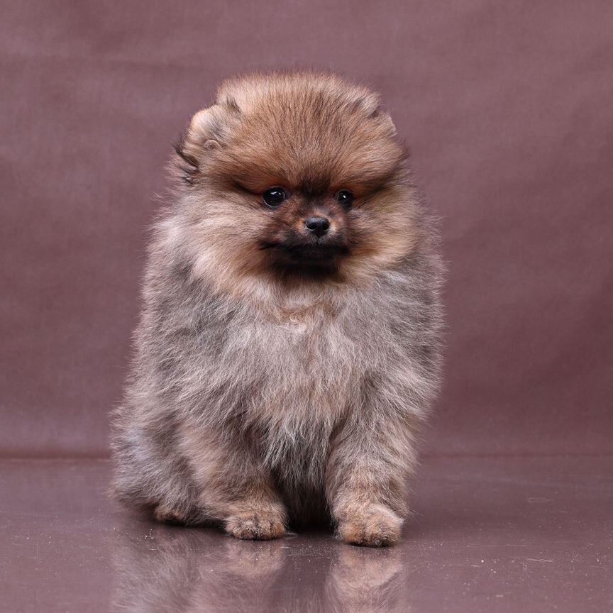 Немецкий шпиц