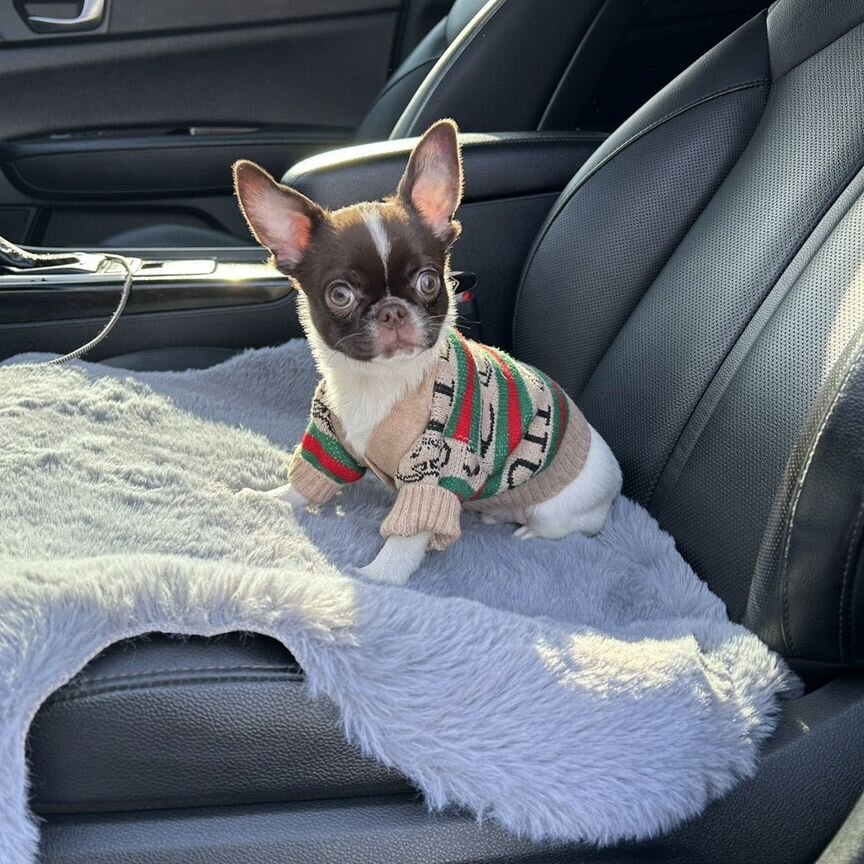 Мальчики одуванчики