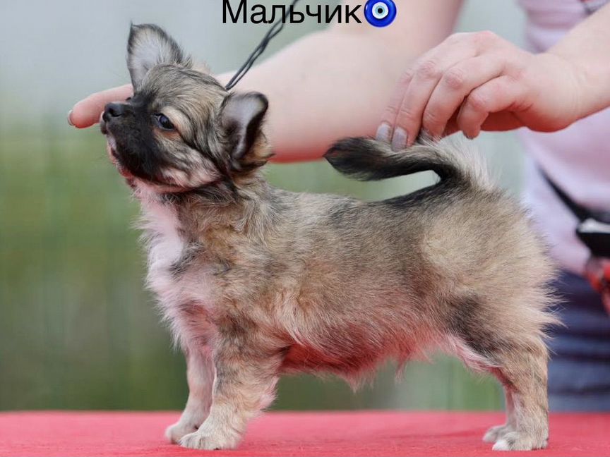 Чихуахуа мальчик