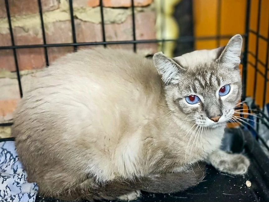 Кот Фарт ищет Человека