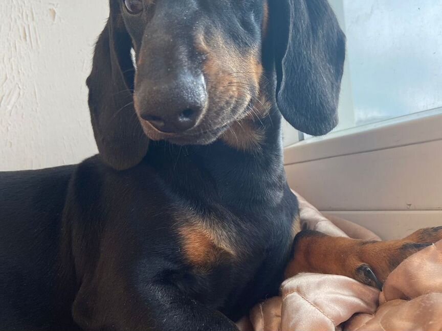 Мини Такса,кобель 6 месяцев (есть доставка)