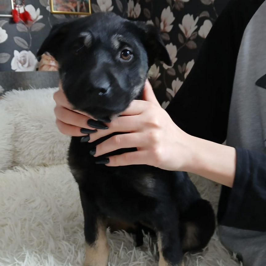 Знойная красотка Шейла ищет дом