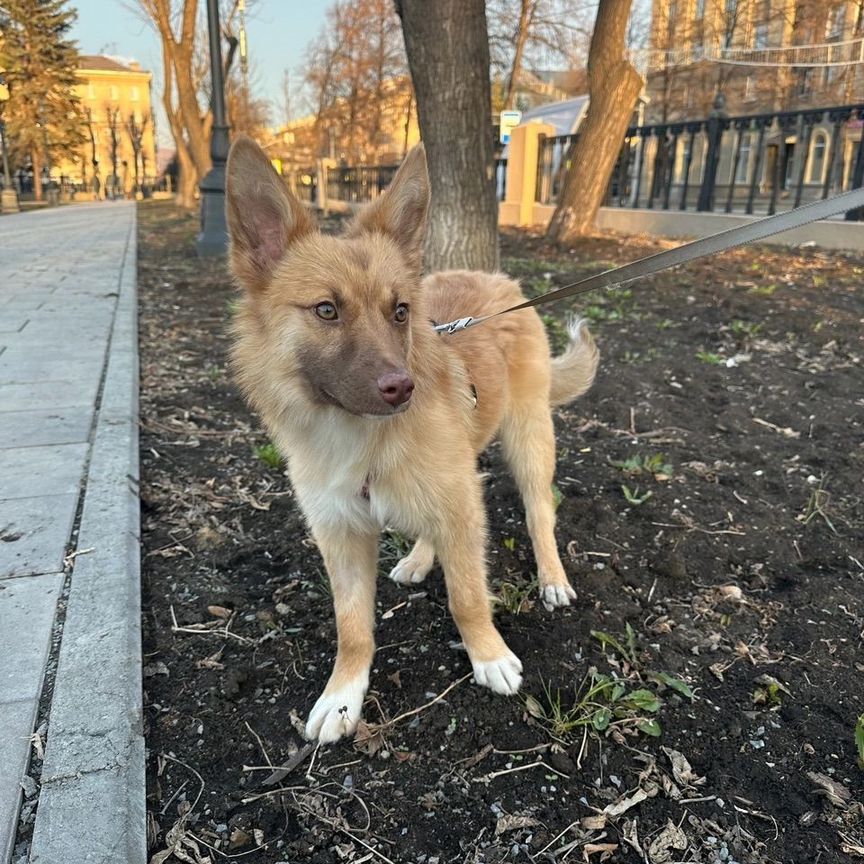 Лисенок в добрые руки