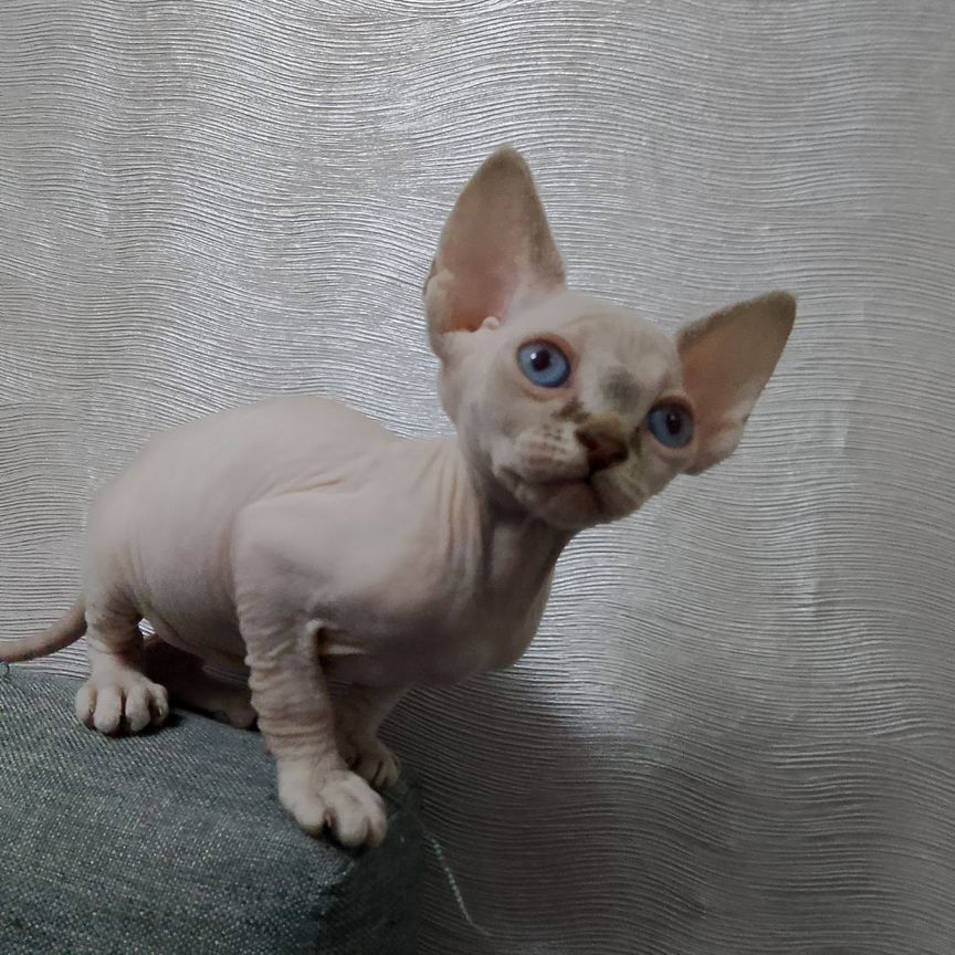 Канадский сфинкс котенок
