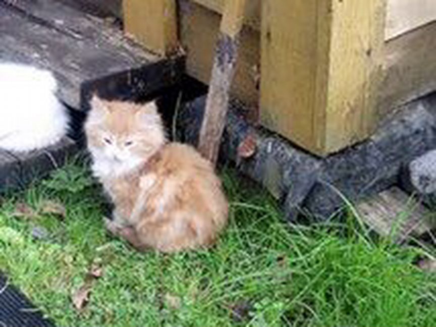 Котики бесплатно в добрые руки