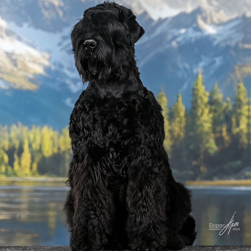 Русский черный терьер, щенок