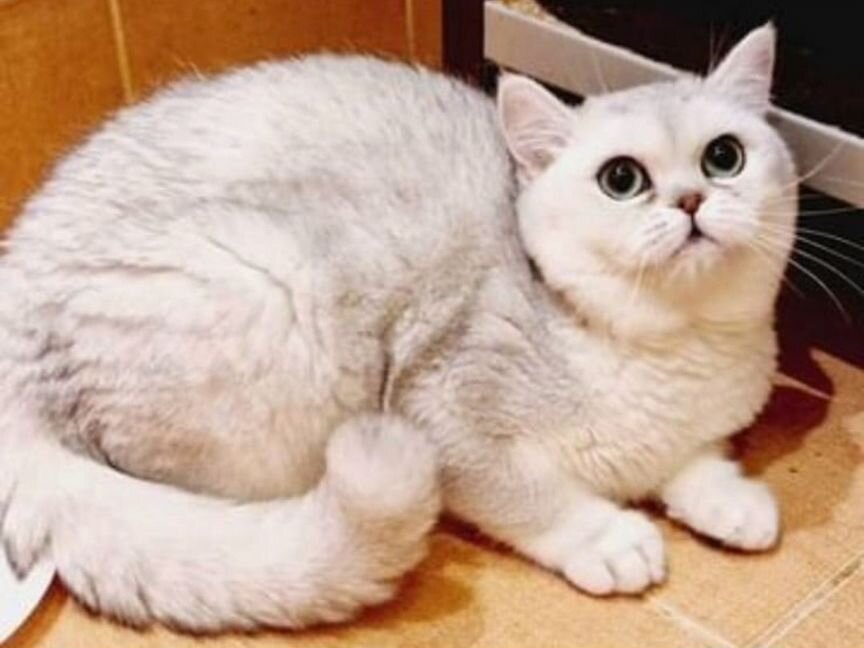 Серебристая шиншилла