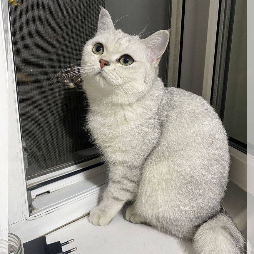 Британская короткошёрстная кошка, взрослая