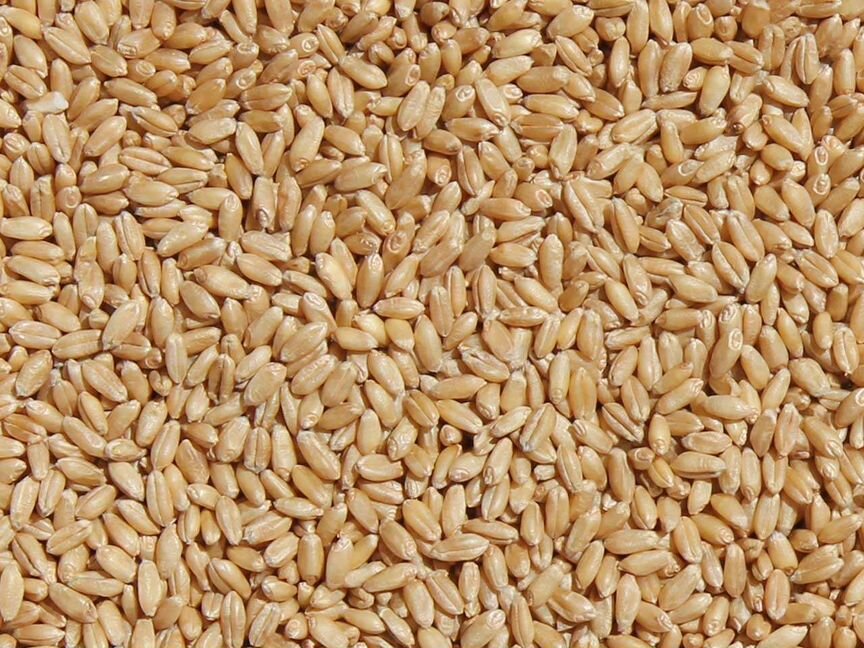 Зерно пшеница 5 класс