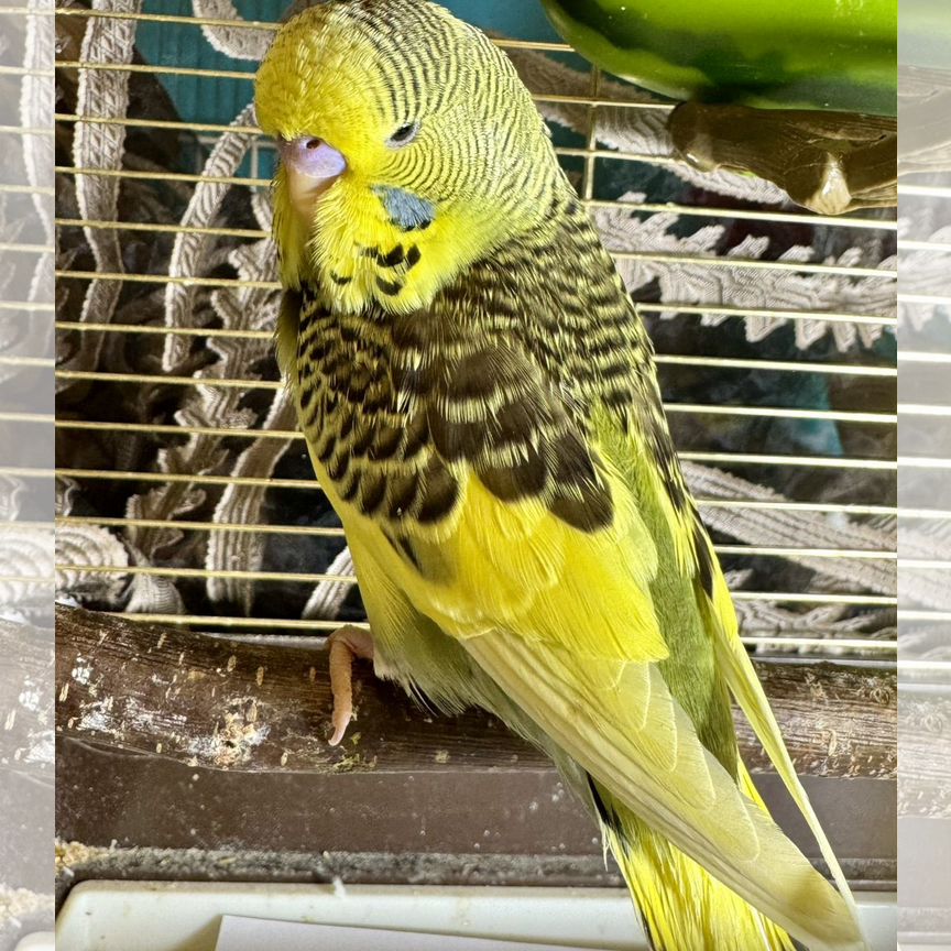 Выставочный волнистый попугай ввп Чех