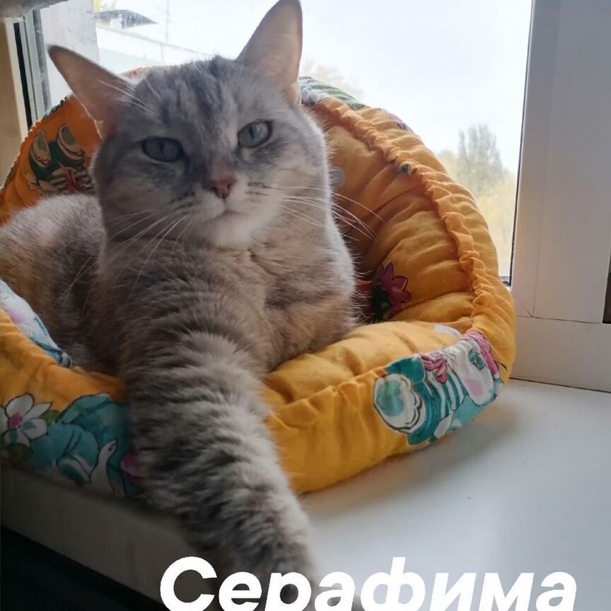 Взрослая кошка от частного владельца