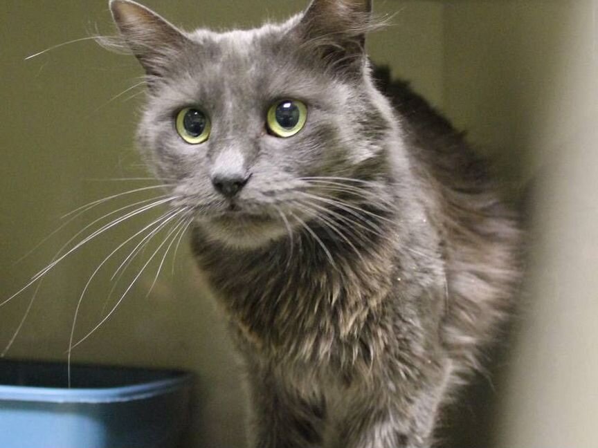 Кошка Дымка ищет дом