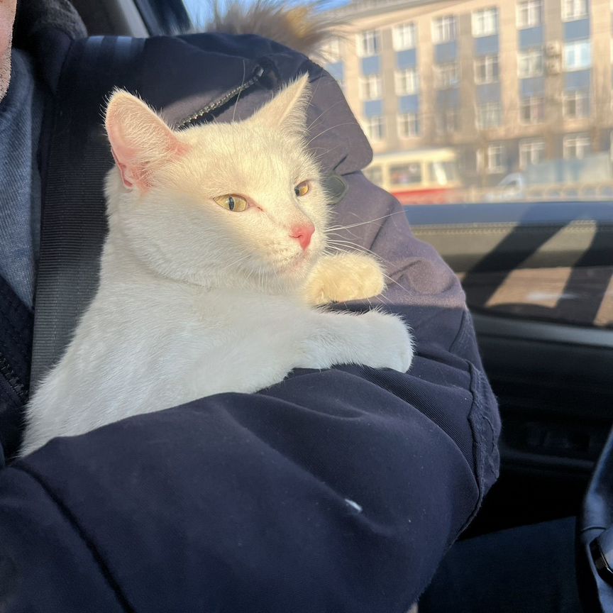 Котик белый 6 месяцев в добрые руки