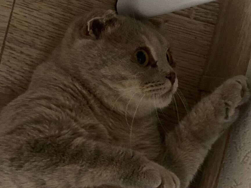 Британский котик