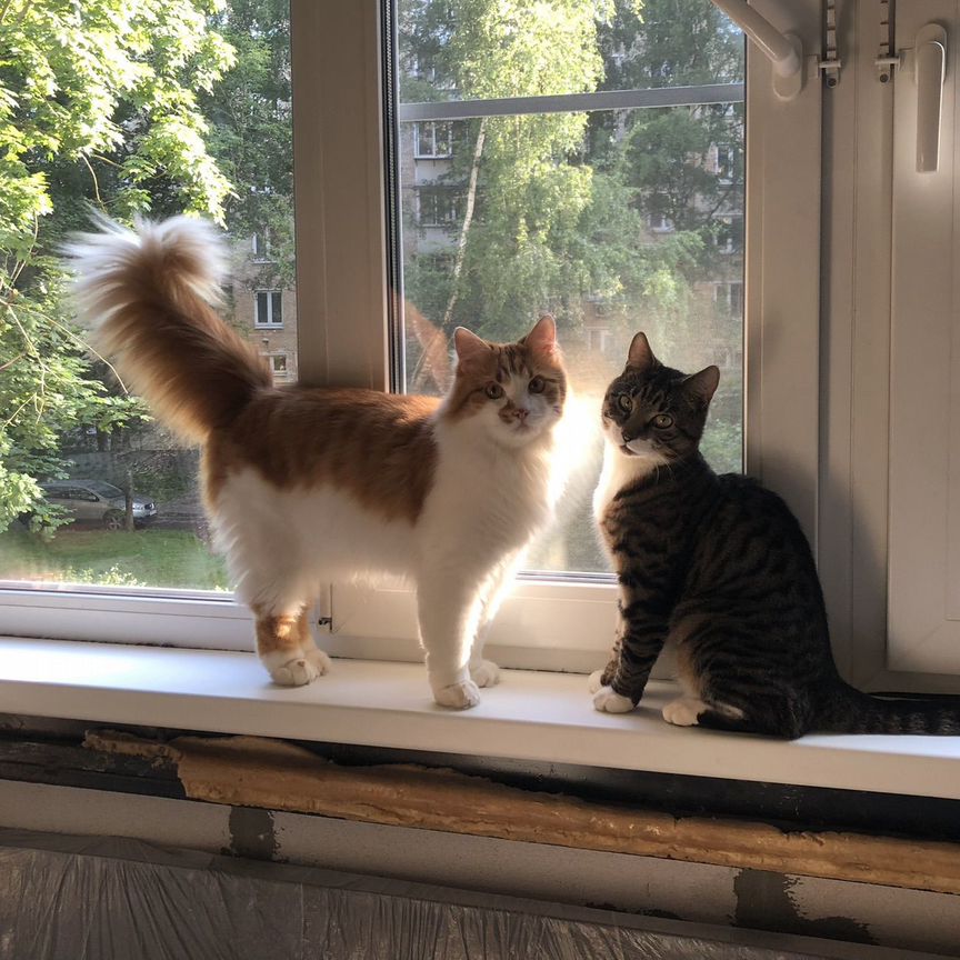 Коты в добрые руки