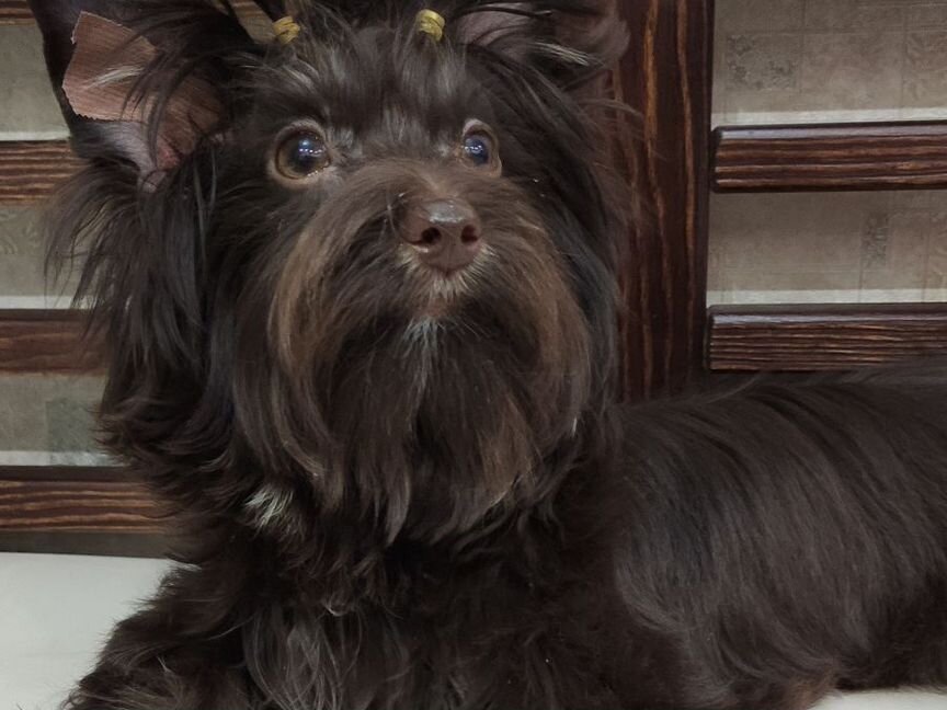 Мальчик шоколадный(Йорк)