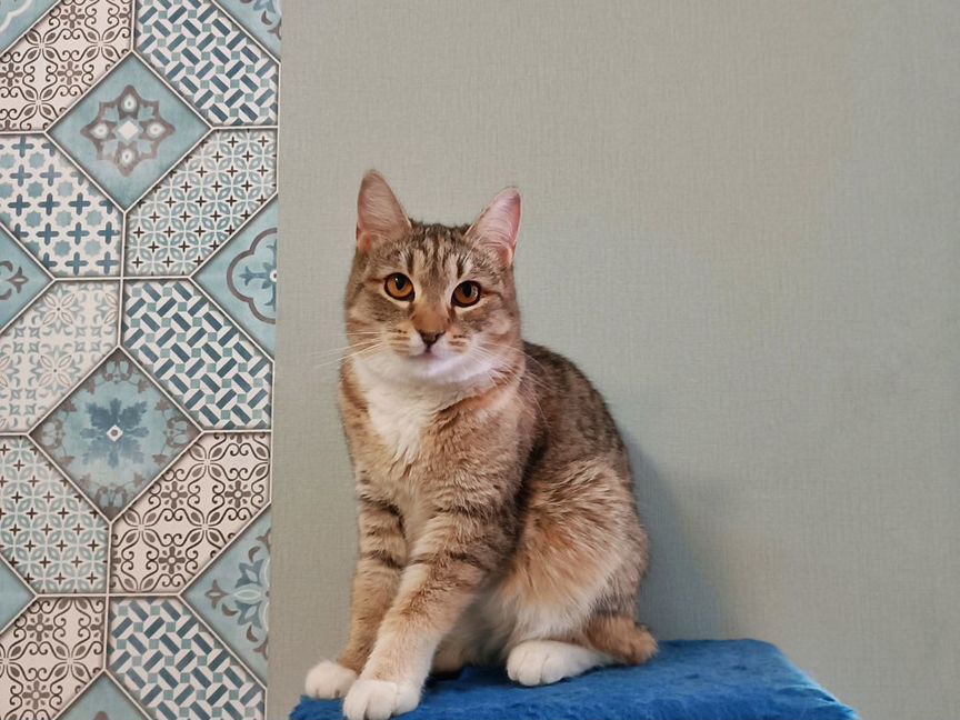 Отдам в хорошие руки молодую кошечку