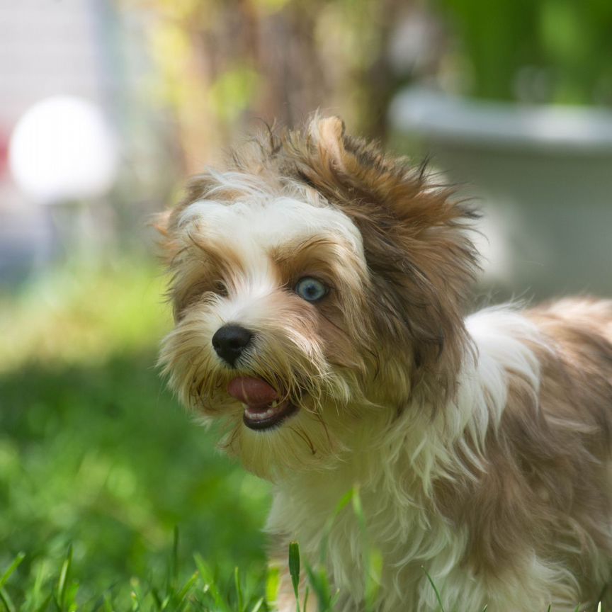 Девочка красавица