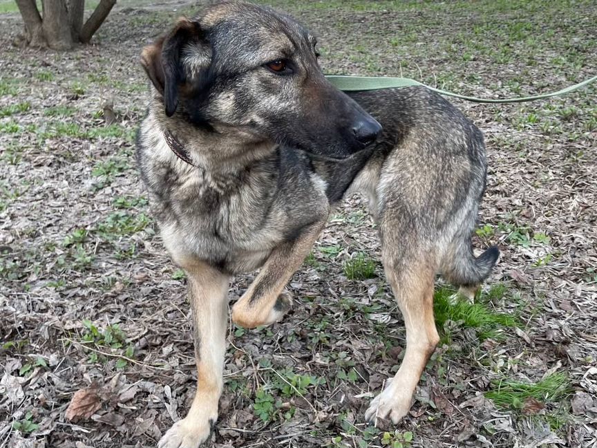 Грациозная Милли из приюта