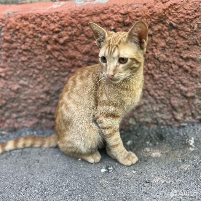 Котенок рыжий подросток