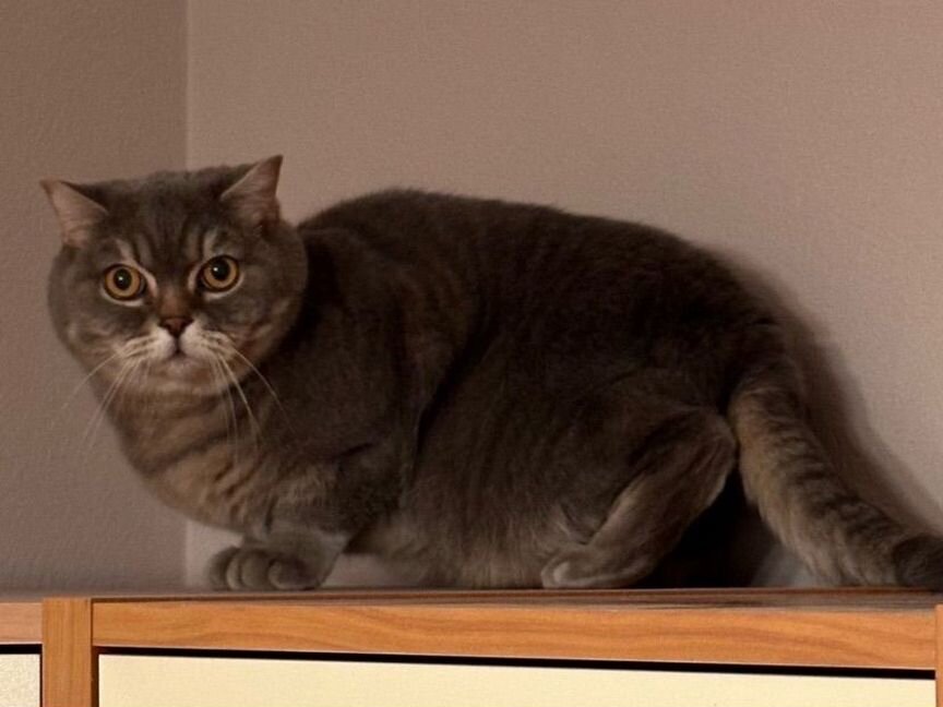 Британский кот