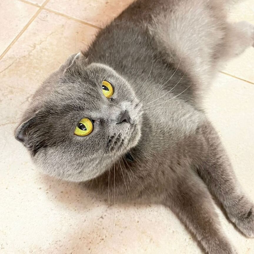 Шотландская вислоухая кошка