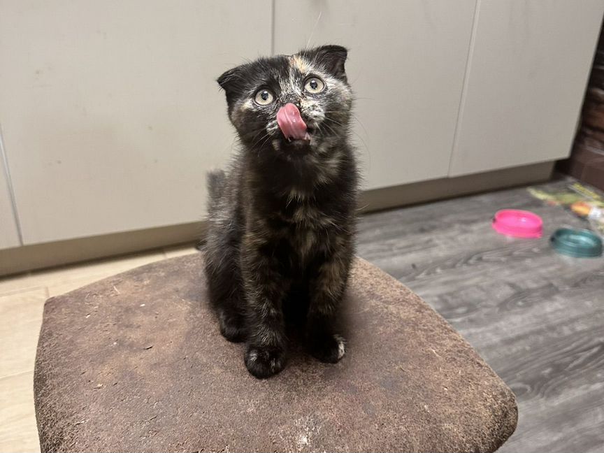 Отдам котенка в добрые руки породистые