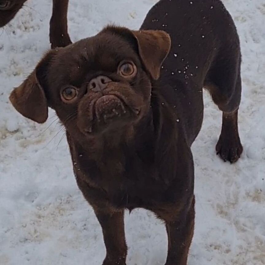 Брутальный Ферзь