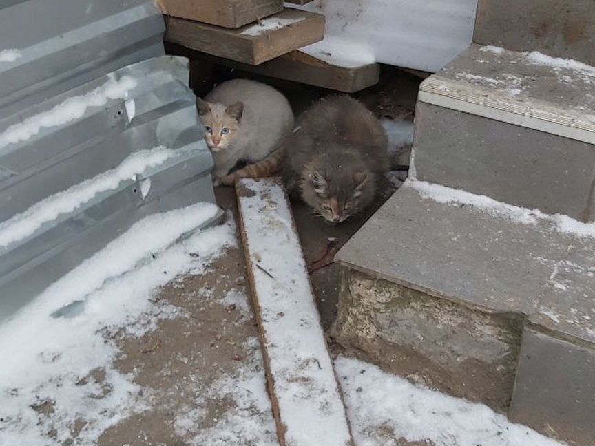 Котята в добрые руки бесплатно