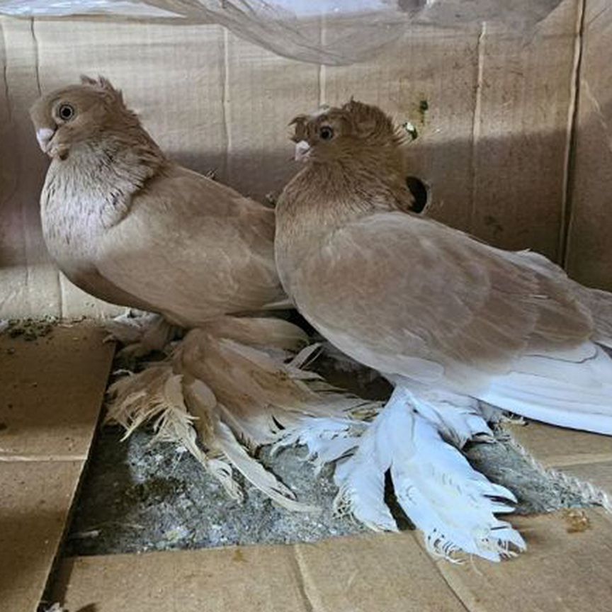 Голуби узбекские