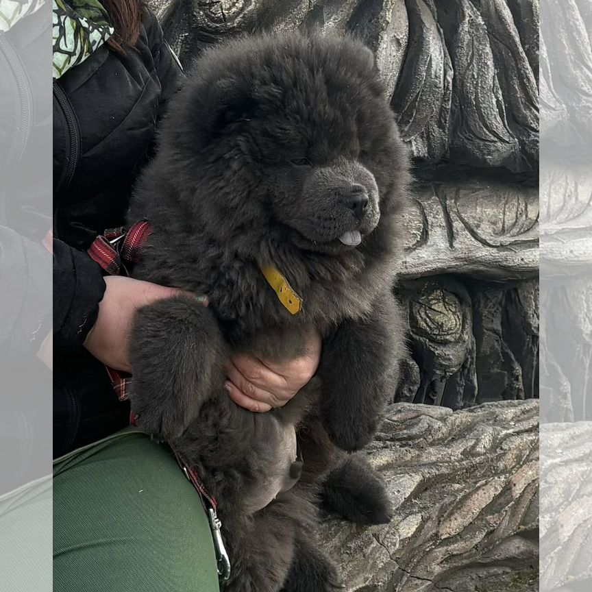Мальчик чау голубого окраса 3 месяца