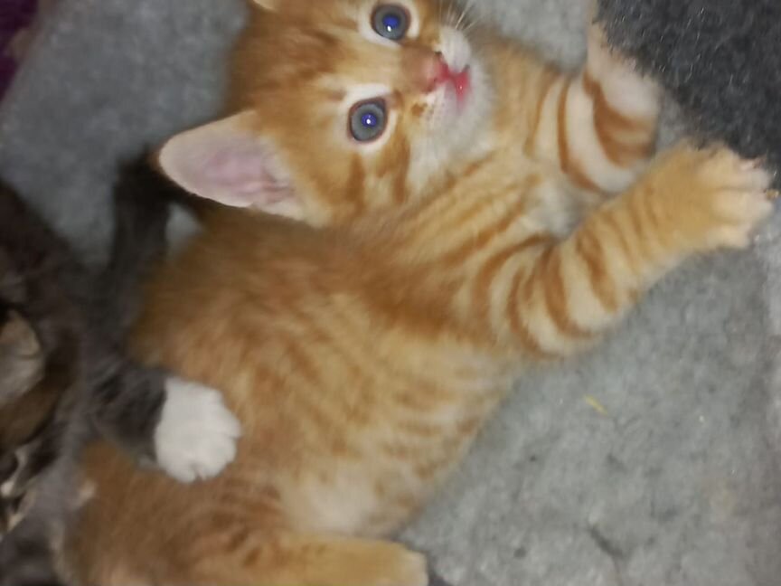 Отдадим котят в добрые любящие руки