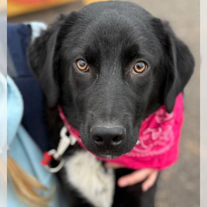 Щенок в добрые руки