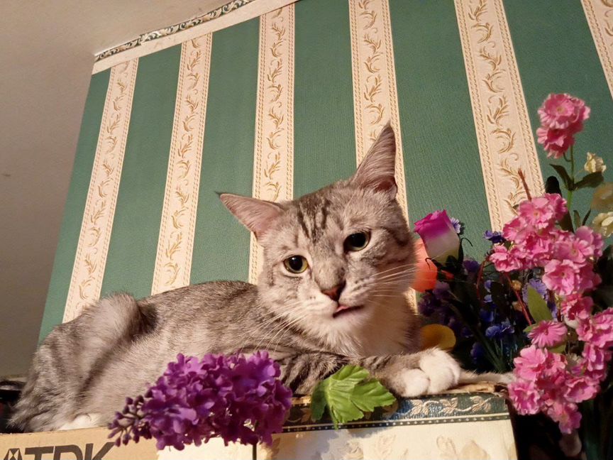 Котика выгоняют