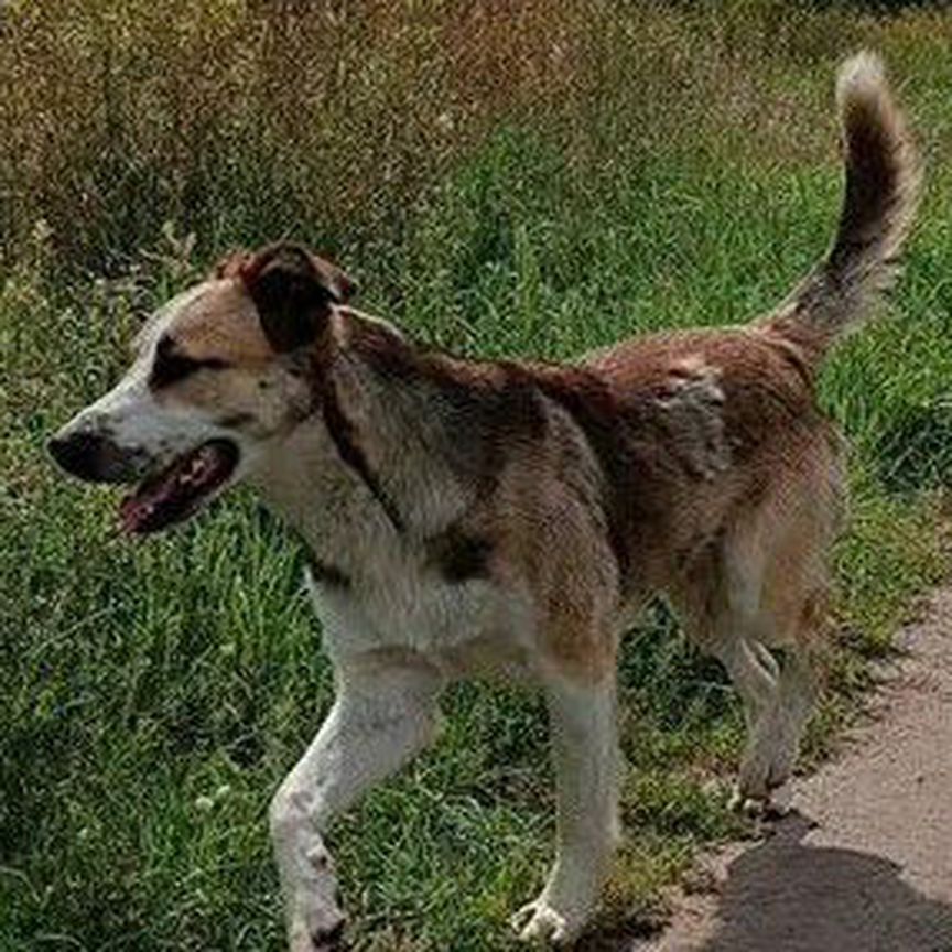 Взрослый пёс в добрые руки