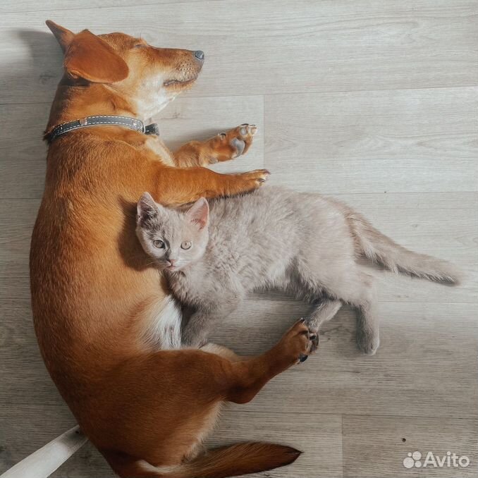 Девочка подросток такса в добрые руки