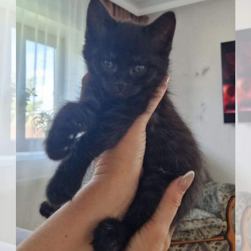 Котика