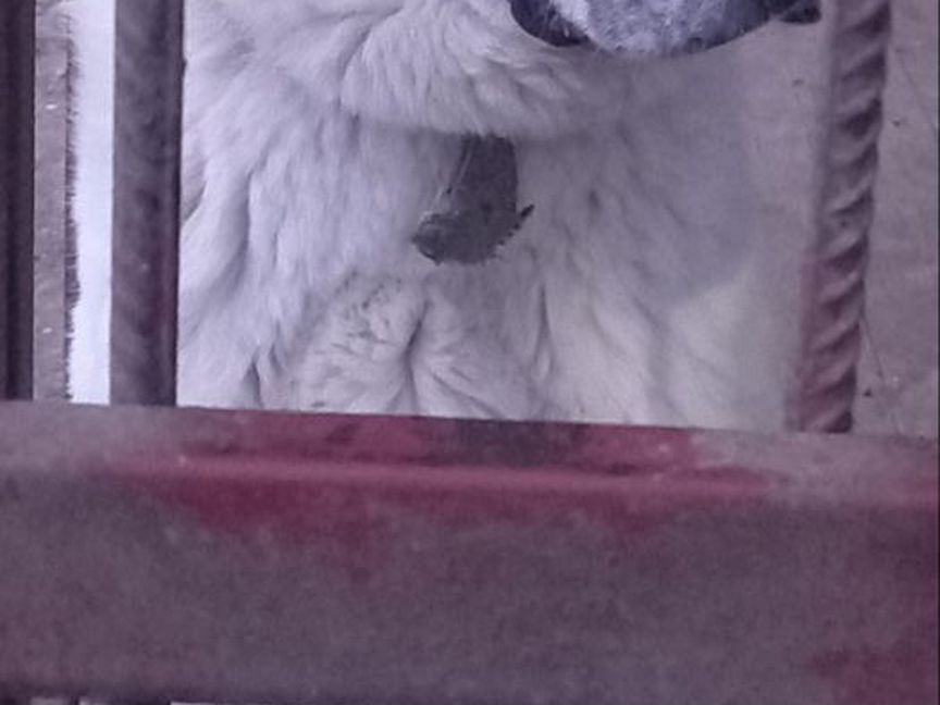 Среднеазиатская овчарка