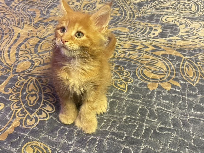 Котенок мейн-кун