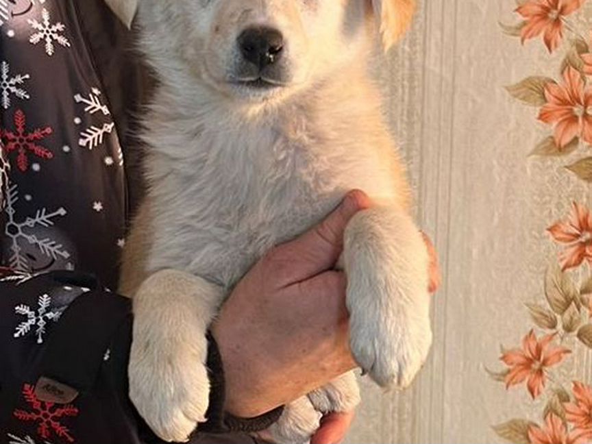 Собака в добрые руки отдам бесплатно