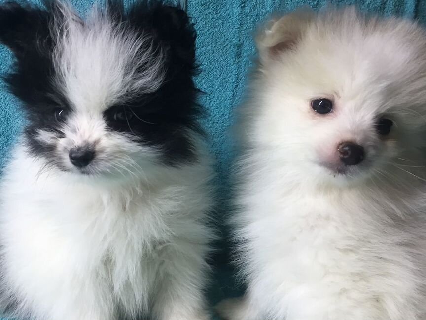 Немецкий мини шпиц щенки