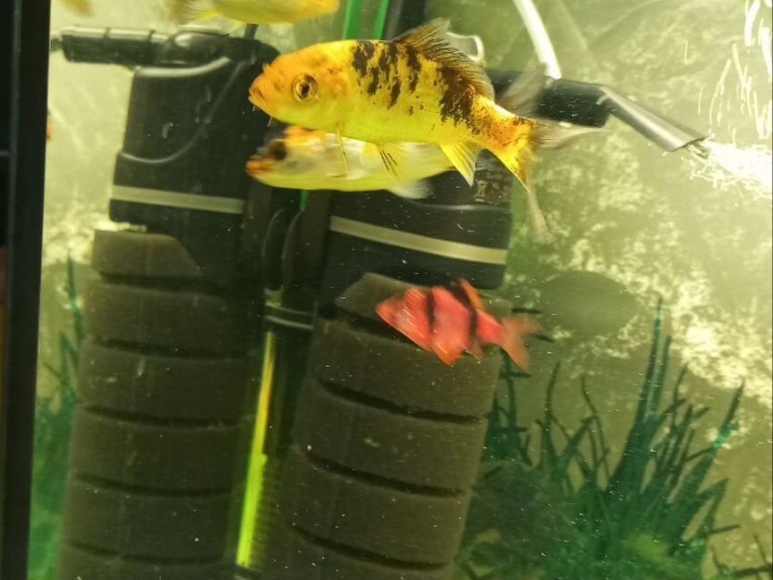 Аквариумные рыбки карпы