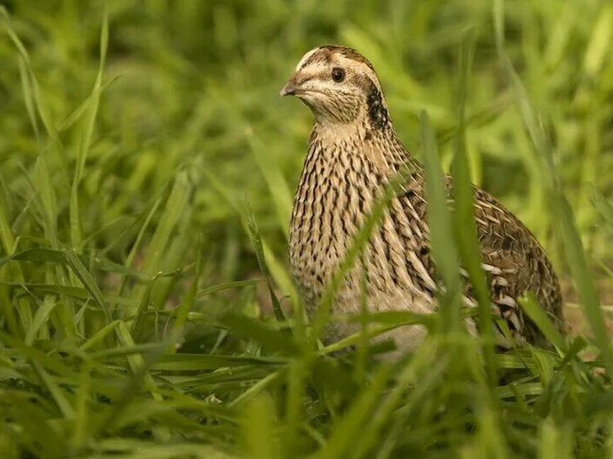 Клетки для перепелочки под ключ с птичками