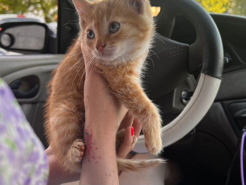 Солнечный котенок в добрые руки