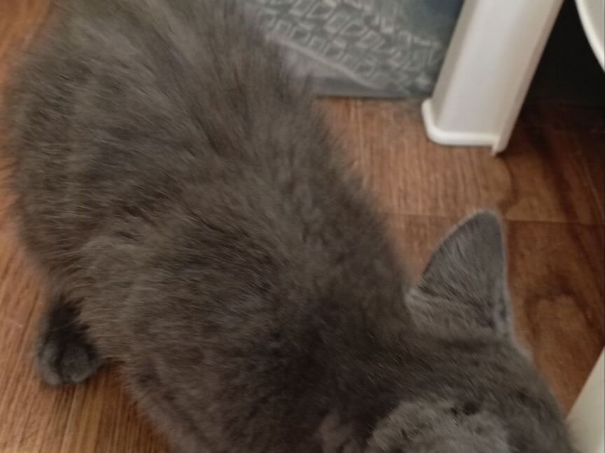 Отдам в хорошие руки, котенок девочка