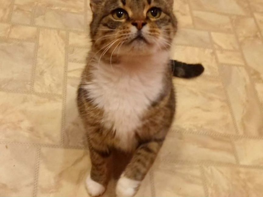 Кошка 2 года