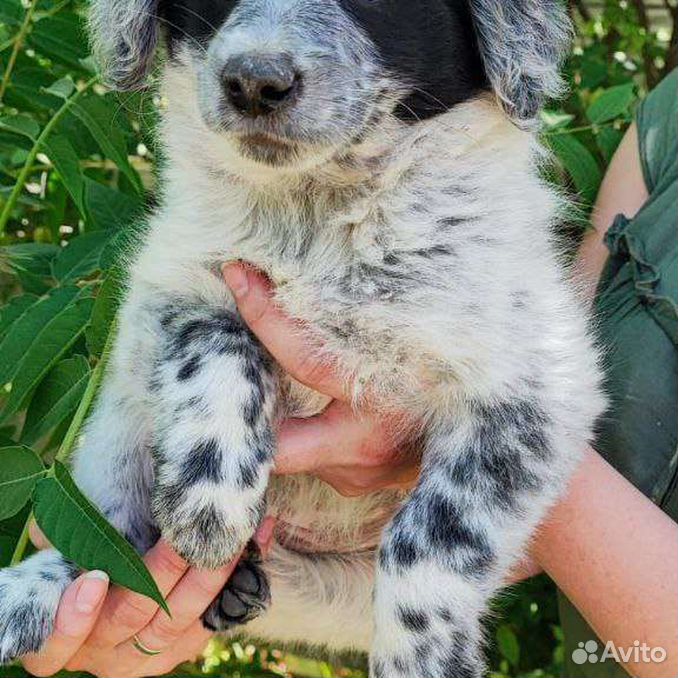 Щенки. Кмв. В добрые ручки. Ищем мам пап