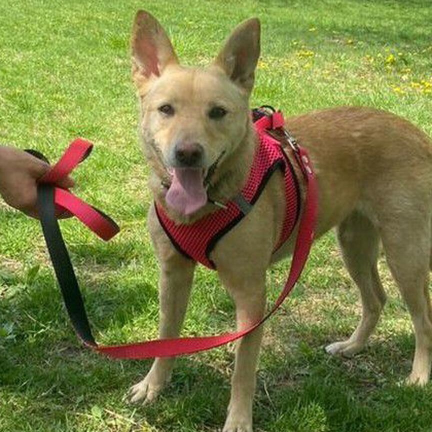 Собачка ищет семью